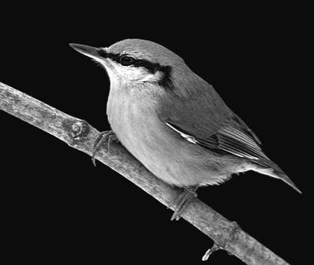 puzavci - Hrvatska enciklopedija