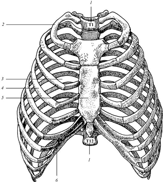 prsni koš - Hrvatska enciklopedija