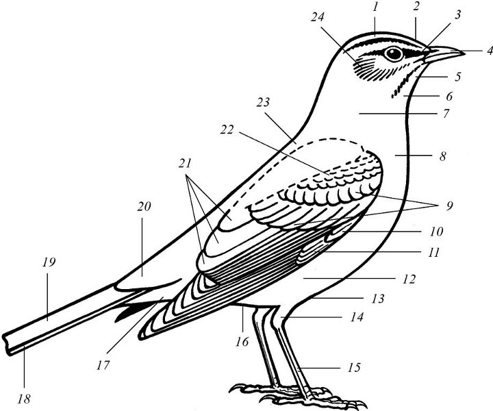 ptice - Hrvatska enciklopedija