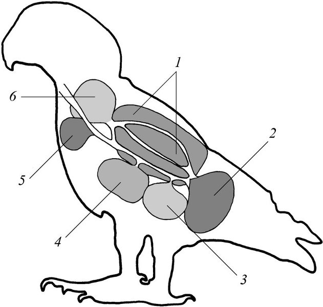 ptice - Hrvatska enciklopedija