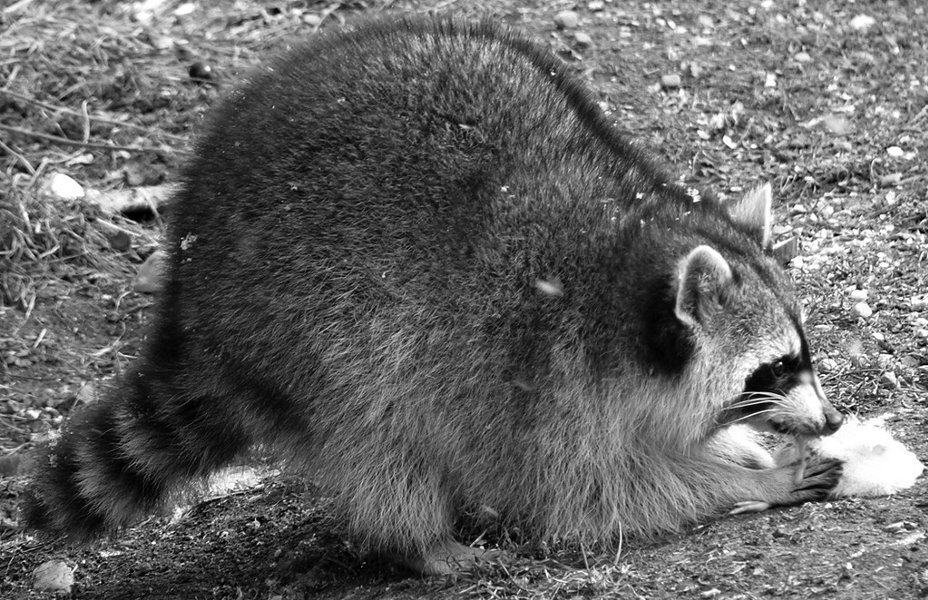 rakuni - Hrvatska enciklopedija