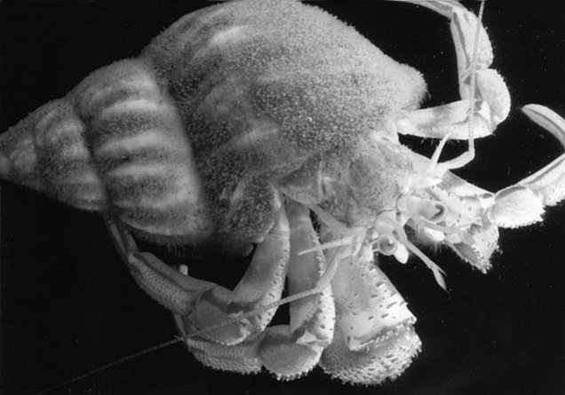 rakovi samci - Hrvatska enciklopedija