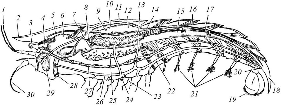 rakovi - Hrvatska enciklopedija