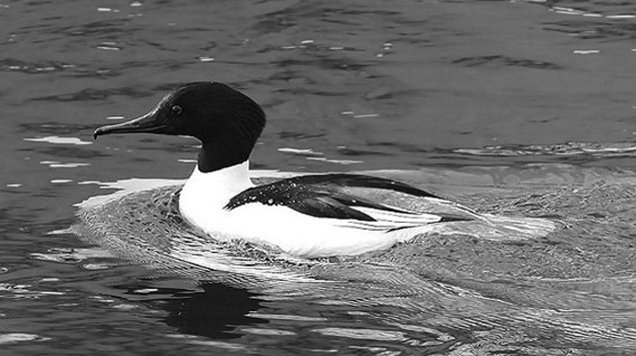 ronac, veliki - Hrvatska enciklopedija