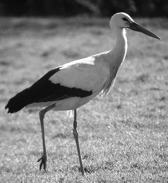 rode - Hrvatska enciklopedija