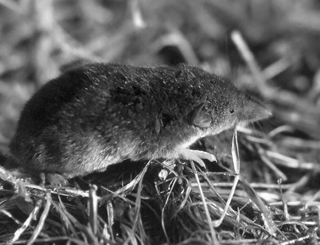 rovke - Hrvatska enciklopedija