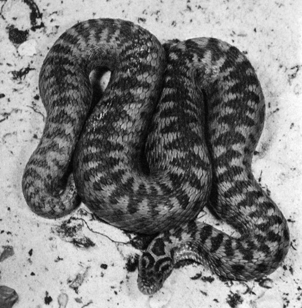 riđovka - Hrvatska enciklopedija