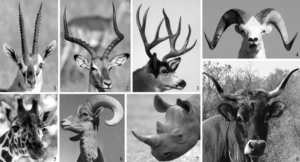 rogovi - Hrvatska enciklopedija