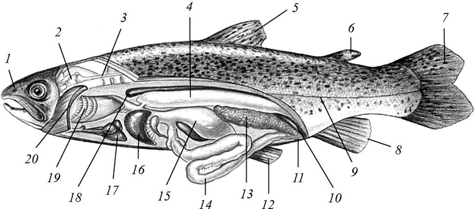 ribe - Hrvatska enciklopedija