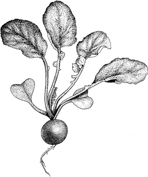 rotkvica - Hrvatska enciklopedija