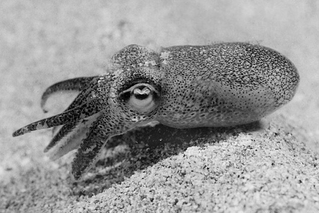 sipica - Hrvatska enciklopedija