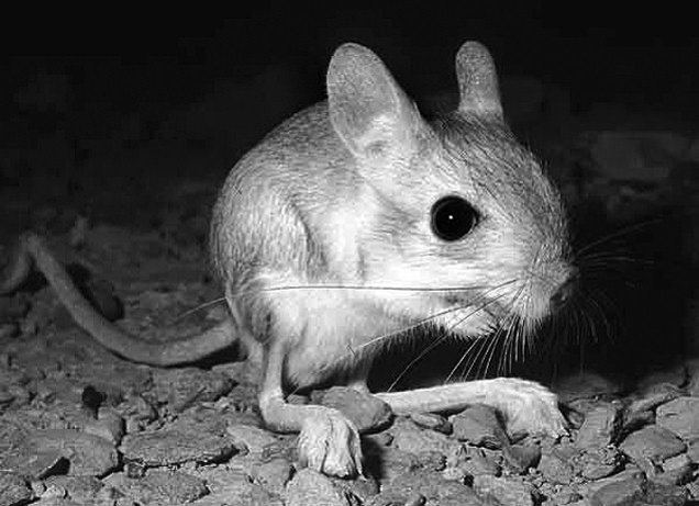 skočimiš, pustinjski - Hrvatska enciklopedija