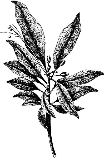 sapodila - Hrvatska enciklopedija