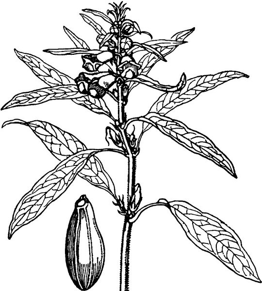 sezam - Hrvatska enciklopedija