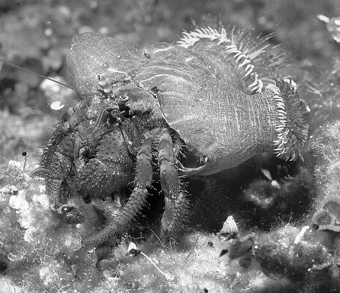 simbioza - Hrvatska enciklopedija