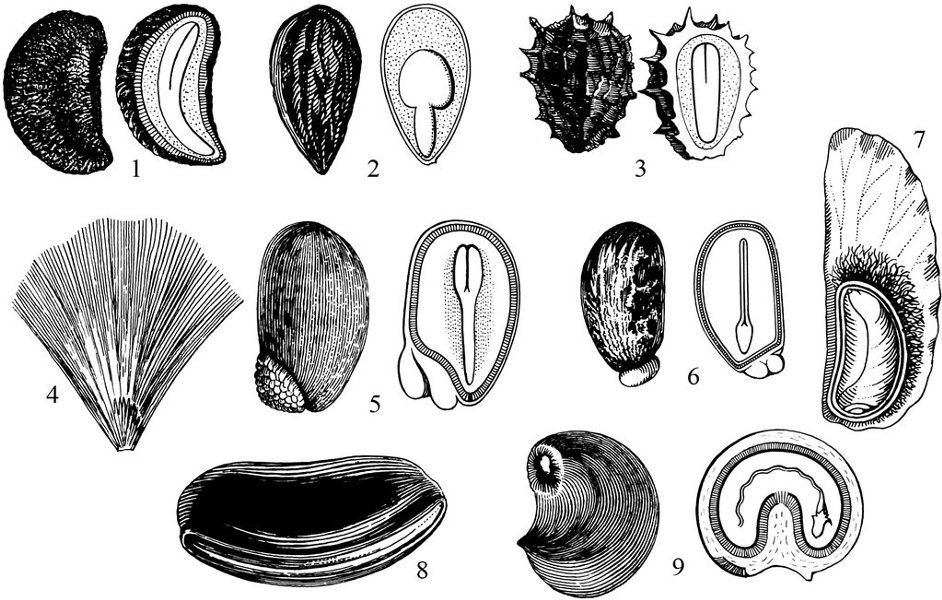 sjeme - Hrvatska enciklopedija