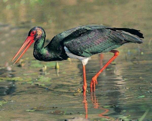 ptice - Hrvatska enciklopedija