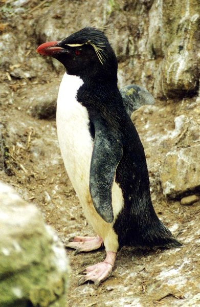 ptice - Hrvatska enciklopedija