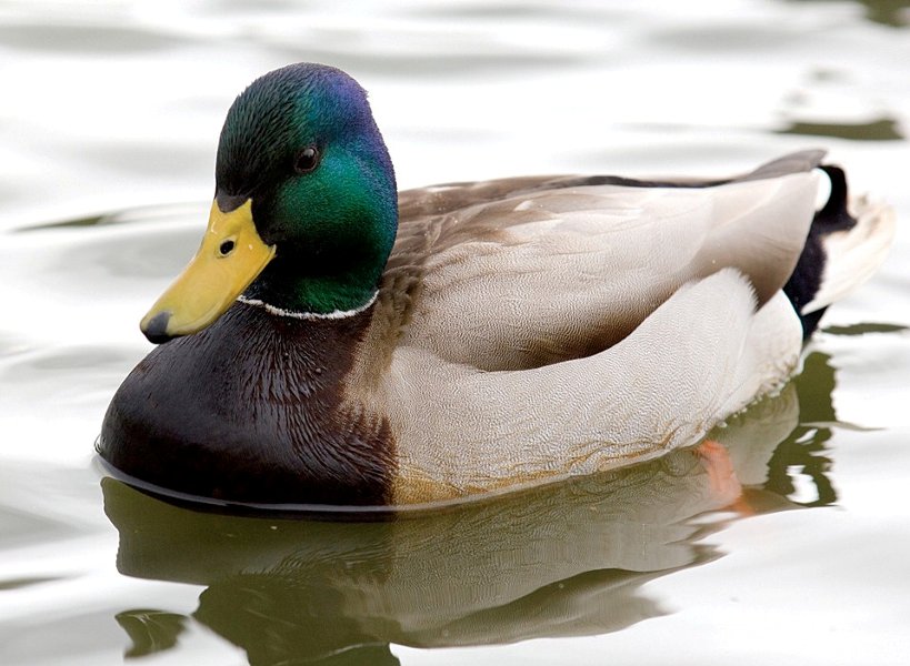 ptice - Hrvatska enciklopedija