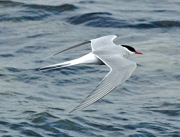 ptice - Hrvatska enciklopedija