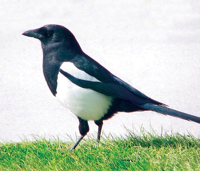 ptice - Hrvatska enciklopedija