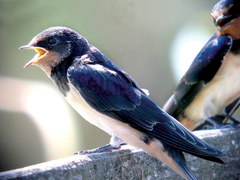 ptice - Hrvatska enciklopedija