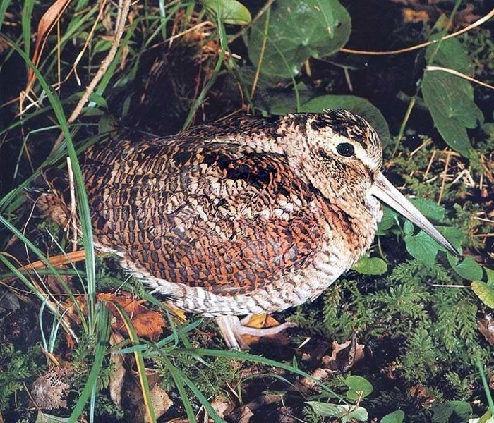 ptice - Hrvatska enciklopedija