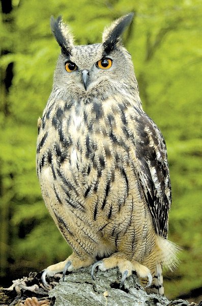 ptice - Hrvatska enciklopedija