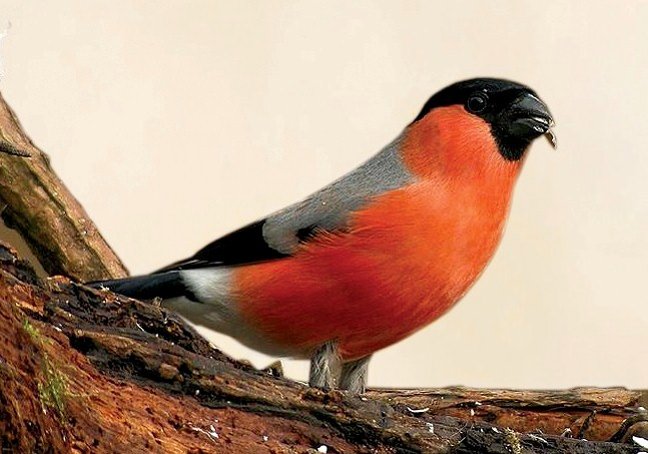 ptice - Hrvatska enciklopedija