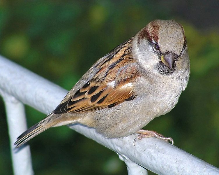 ptice - Hrvatska enciklopedija