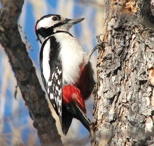 ptice - Hrvatska enciklopedija