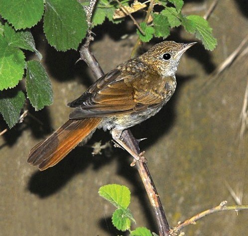 ptice - Hrvatska enciklopedija