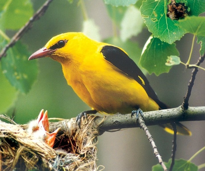 ptice - Hrvatska enciklopedija