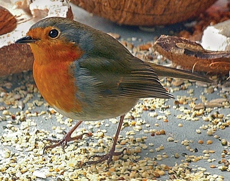 ptice - Hrvatska enciklopedija