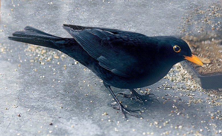 ptice - Hrvatska enciklopedija