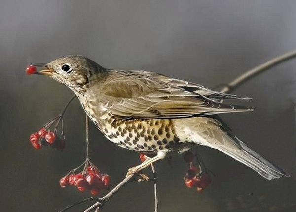 ptice - Hrvatska enciklopedija