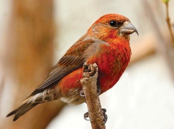 ptice - Hrvatska enciklopedija