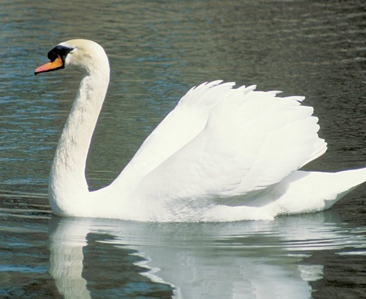 ptice - Hrvatska enciklopedija