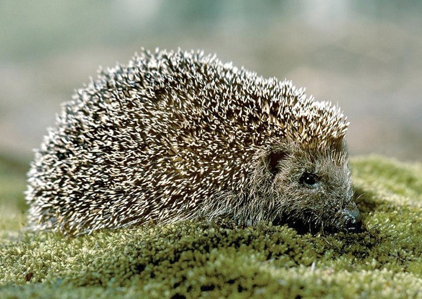 sisavci - Hrvatska enciklopedija