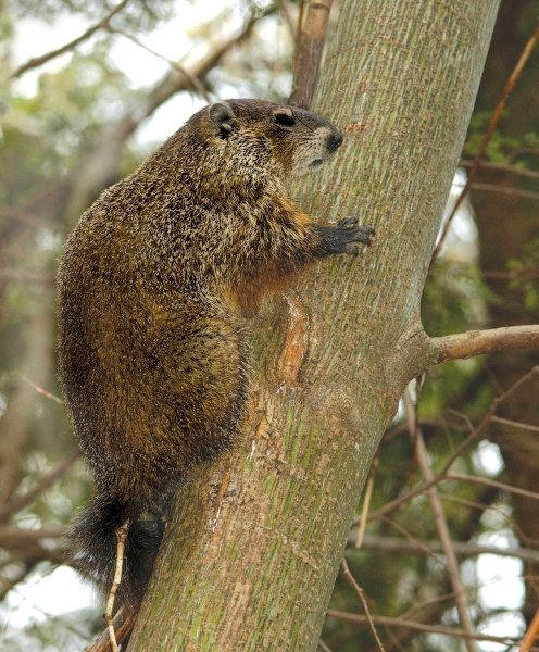 sisavci - Hrvatska enciklopedija