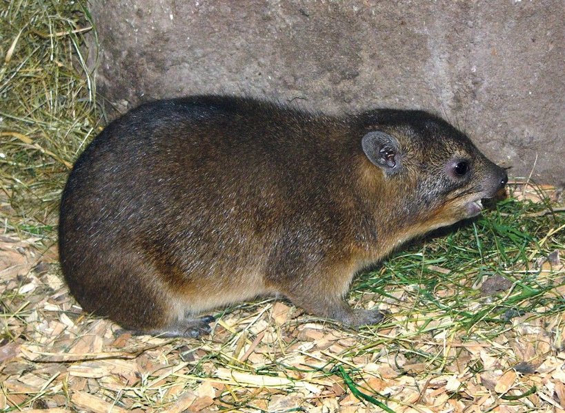 sisavci - Hrvatska enciklopedija