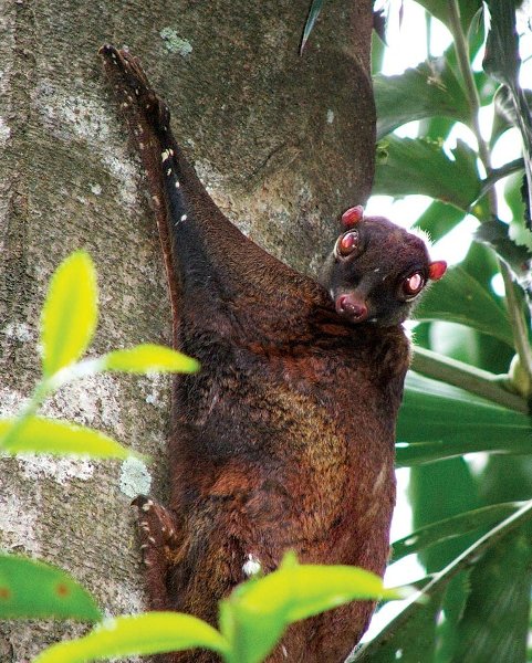 sisavci - Hrvatska enciklopedija