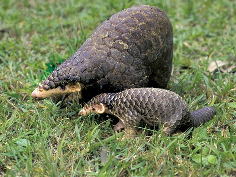 sisavci - Hrvatska enciklopedija