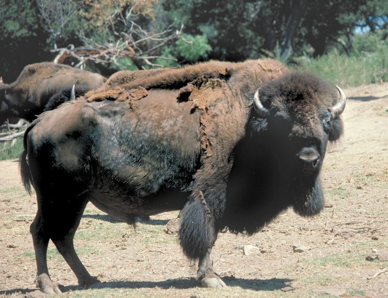 sisavci - Hrvatska enciklopedija