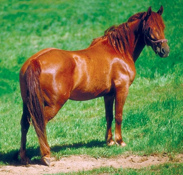 sisavci - Hrvatska enciklopedija