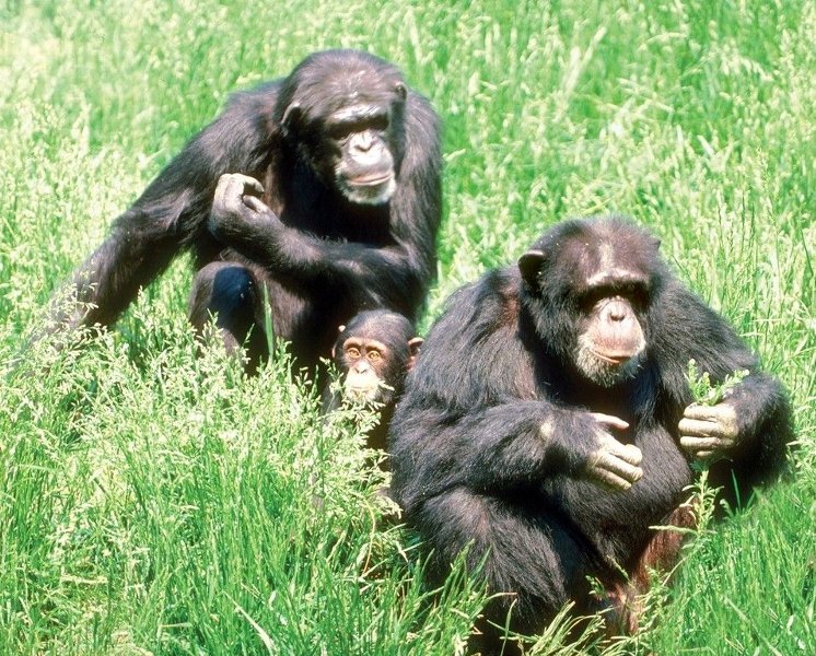 sisavci - Hrvatska enciklopedija