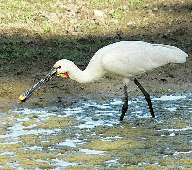 ptice - Hrvatska enciklopedija