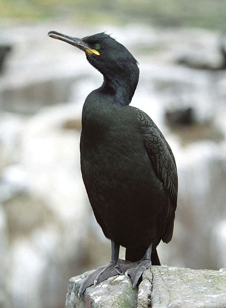 ptice - Hrvatska enciklopedija