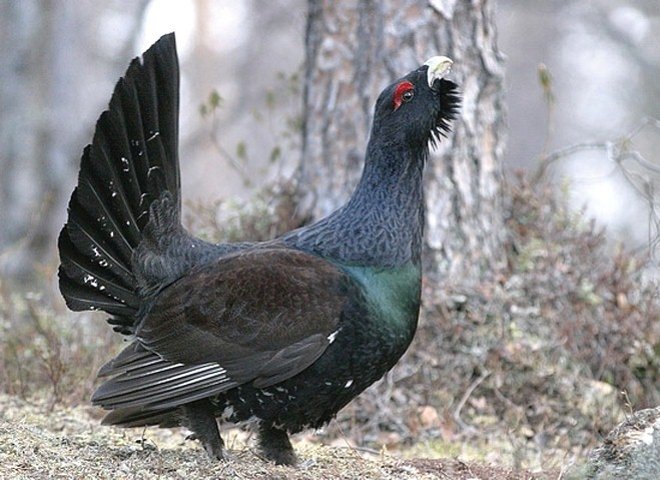 ptice - Hrvatska enciklopedija