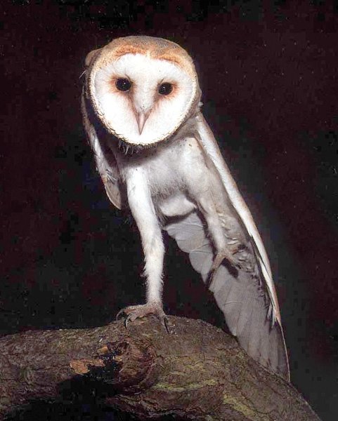 ptice - Hrvatska enciklopedija